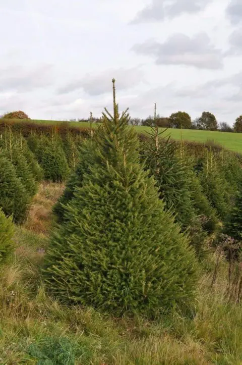 Order a Christmas Tree Online, Free Delivery - Send Me a Christmas Tree