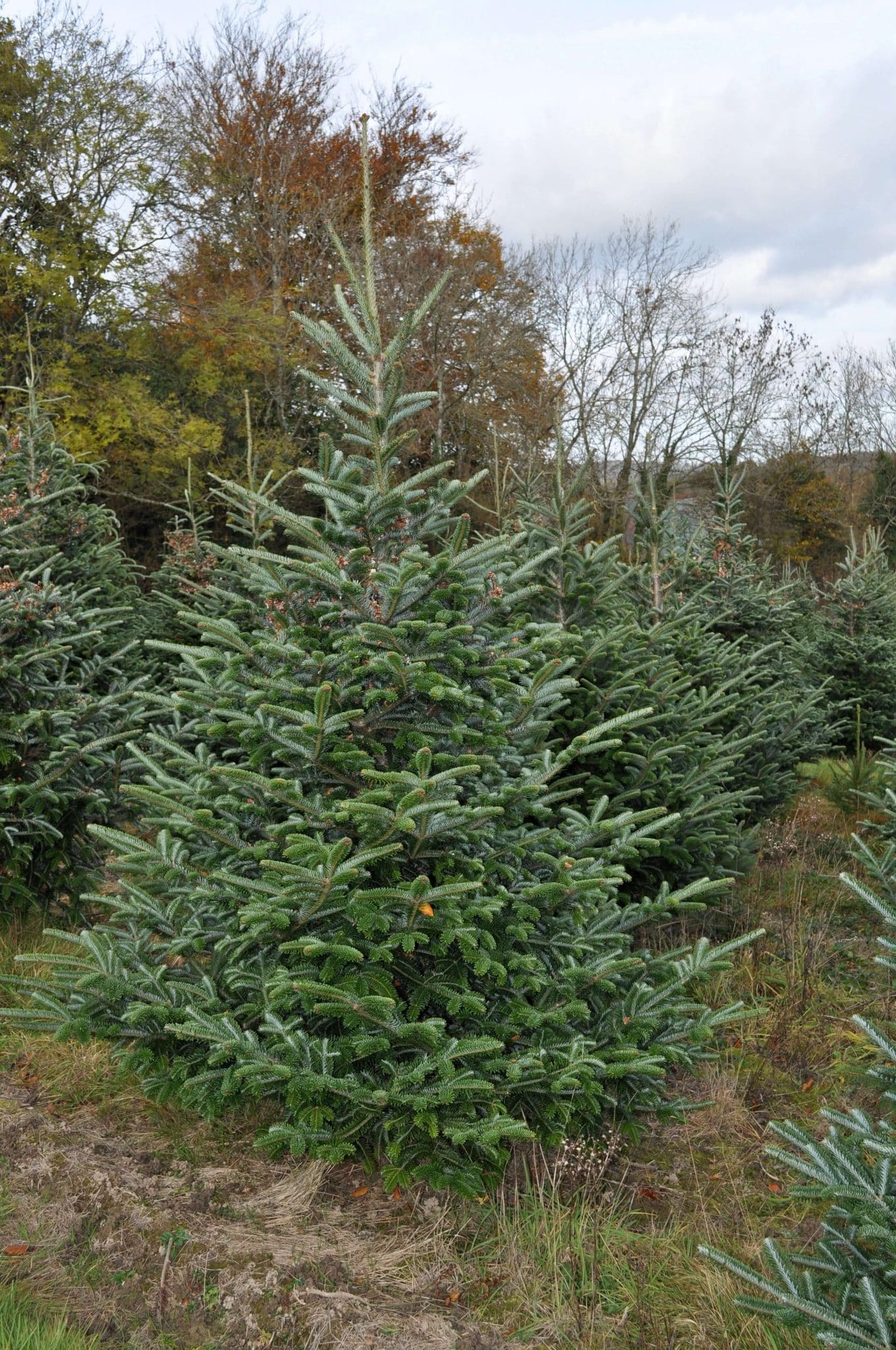 Fraser Fir Christmas Trees For Sale SendMeAChristmasTree Fraser Fir Christmas Trees For Sale SendMeAChristmasTree