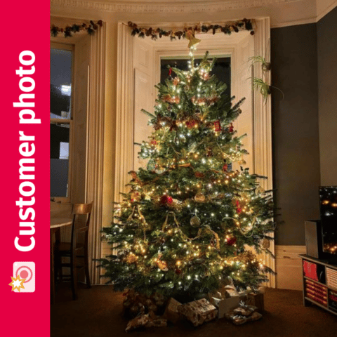 Sussex (Canaan) Fir Christmas Tree - Send Me a Christmas Tree