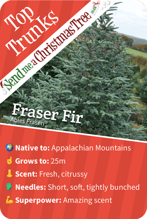 Fraser Fir Christmas Trees For Sale - SendMeAChristmasTree