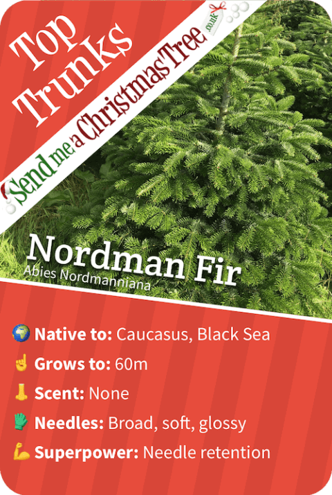Buy Nordman Fir Christmas Trees Online - Send Me a Christmas Tree