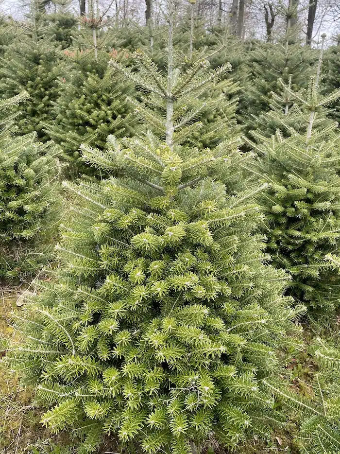 Korean Fir Christmas Tree - Send Me a Christmas Tree